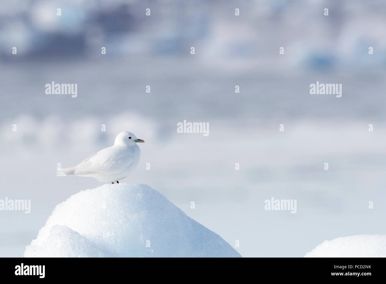 Arctic gull hi-res stock photography and images - Alamy