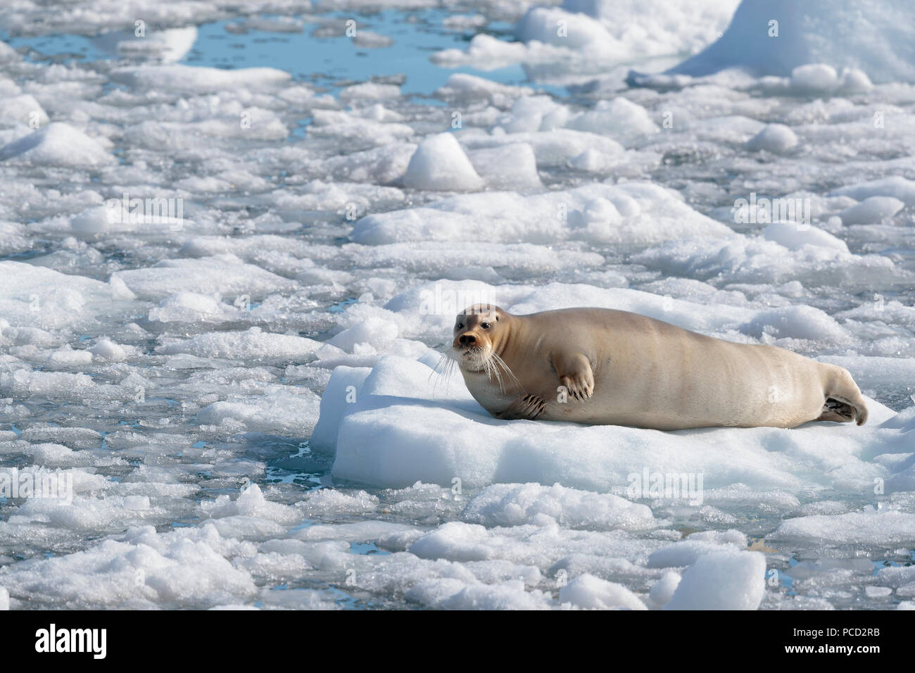 Bearded seal hi-res stock photography and images - Alamy