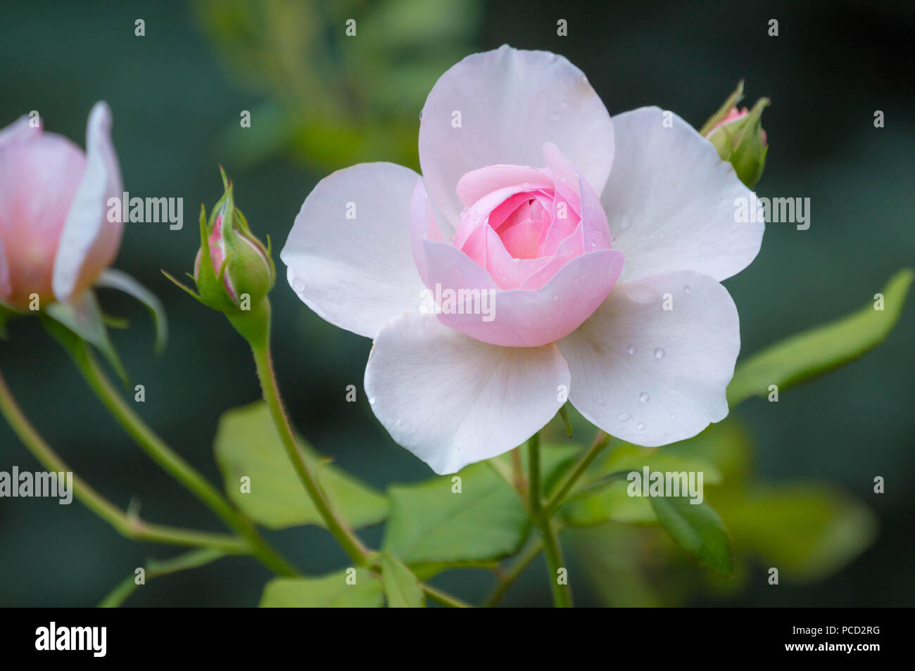 Rose stam hi-res stock photography and images - Alamy