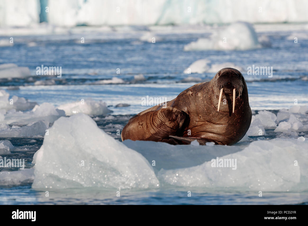 Walrus tusk hi-res stock photography and images - Alamy