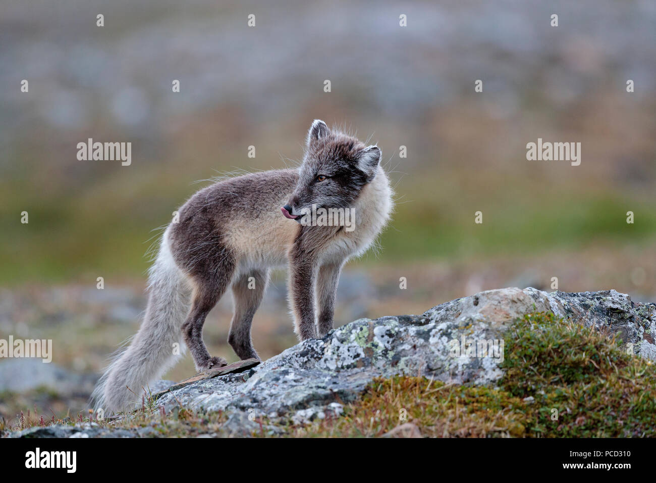 Arctic fox habitat hi-res stock photography and images - Alamy