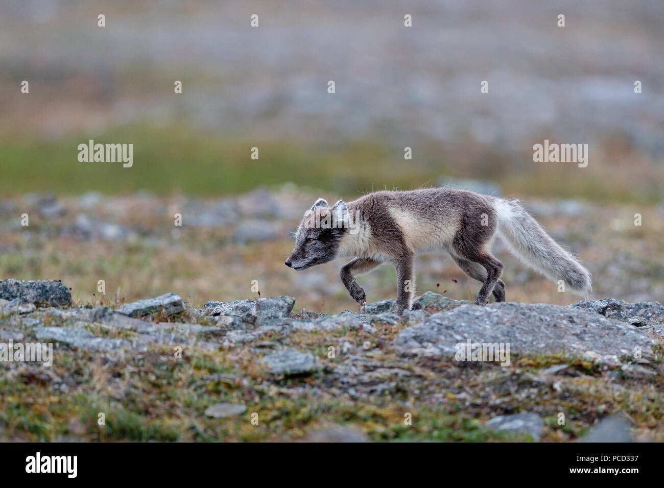 Arctic fox in Spitsbergen Svalbard Stock Photo - Alamy
