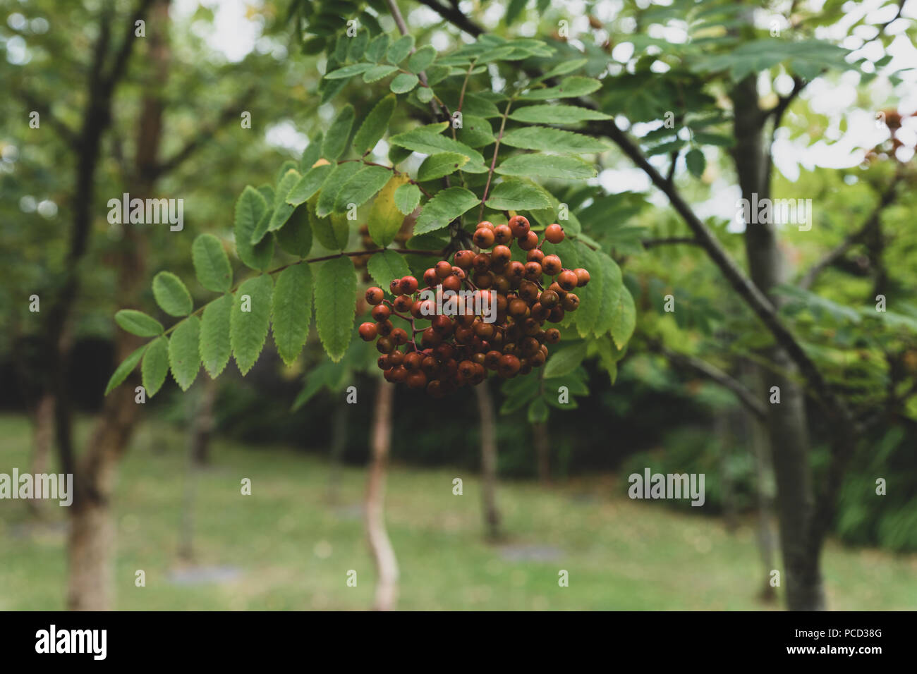 Garden with small trees growing up Stock Photo - Alamy