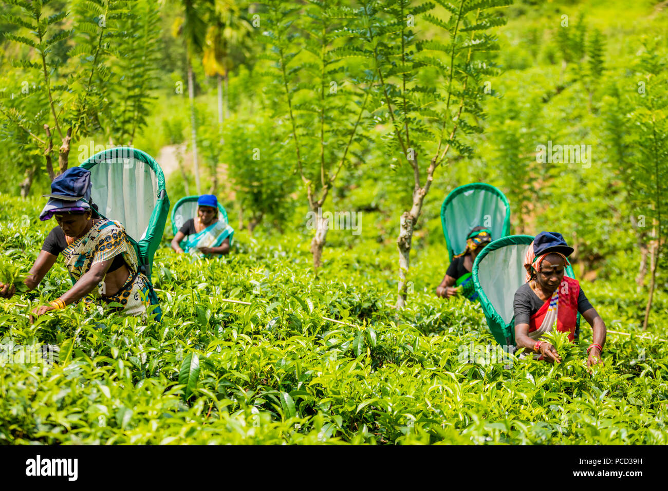 Tea workers in tea country in Sri Lanka, Asia Stock Photo - Alamy