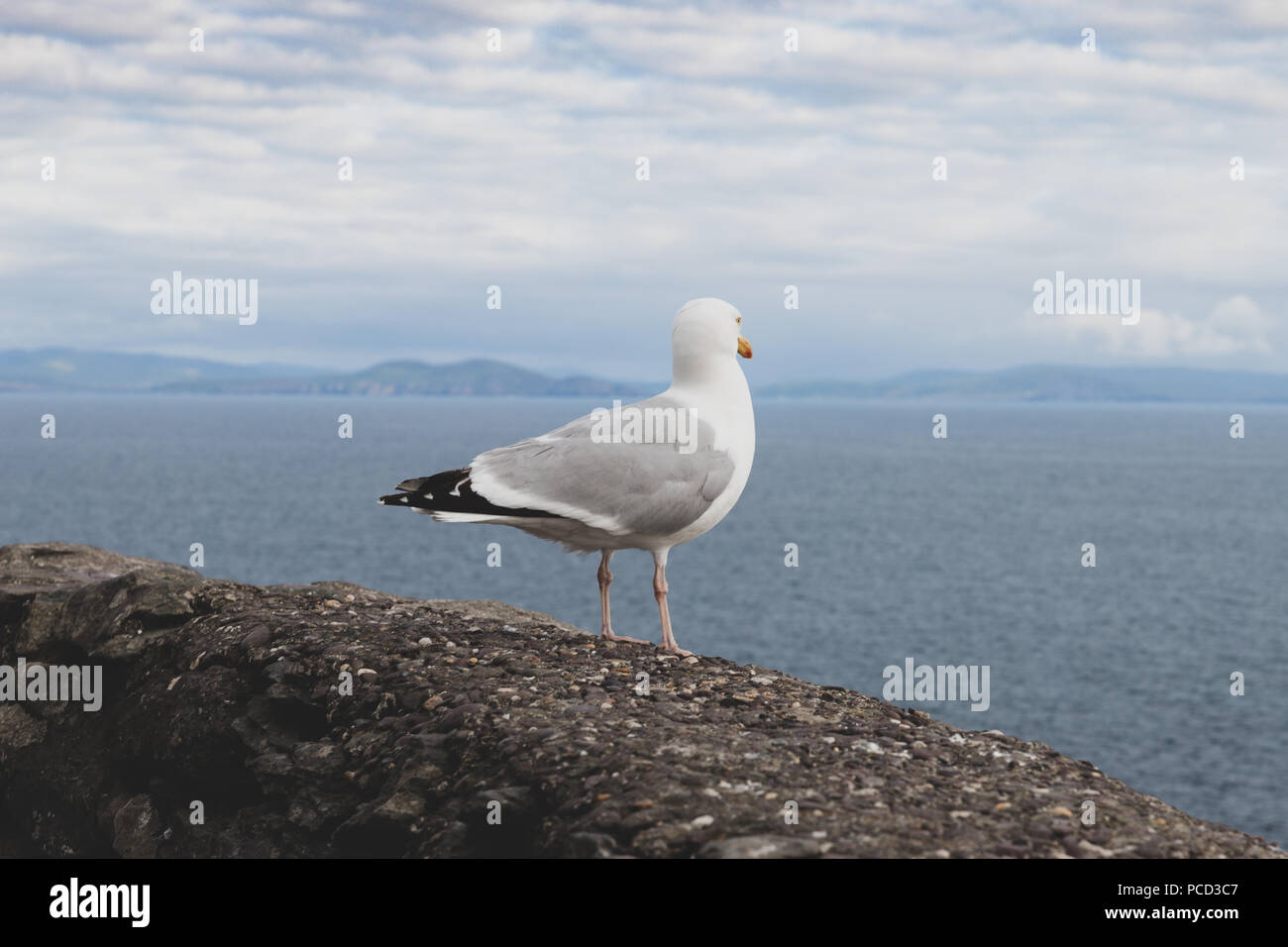 Seagull in a side pose Stock Photo - Alamy