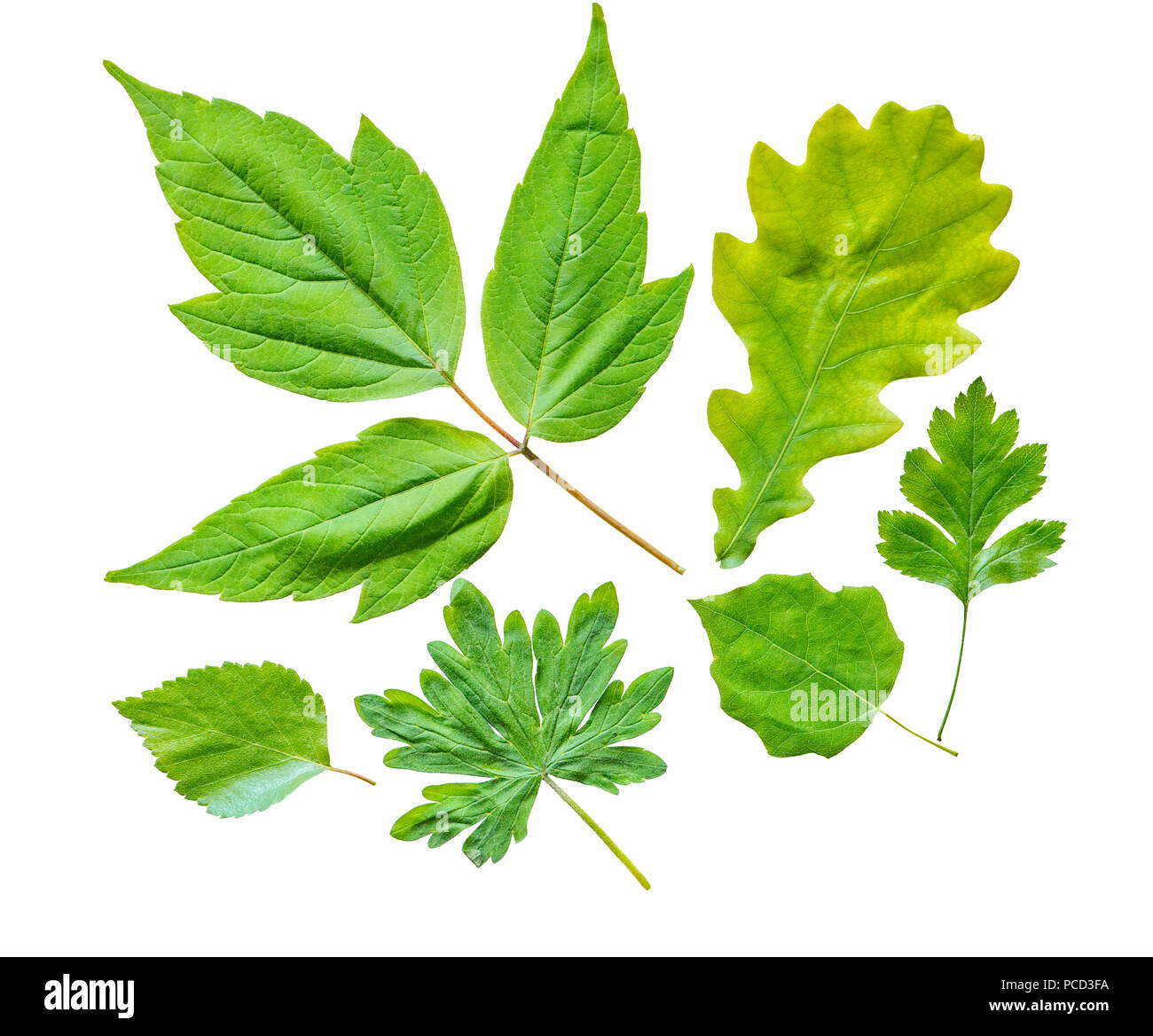 Set of the leaves of the different trees isolated on white Stock Photo ...
