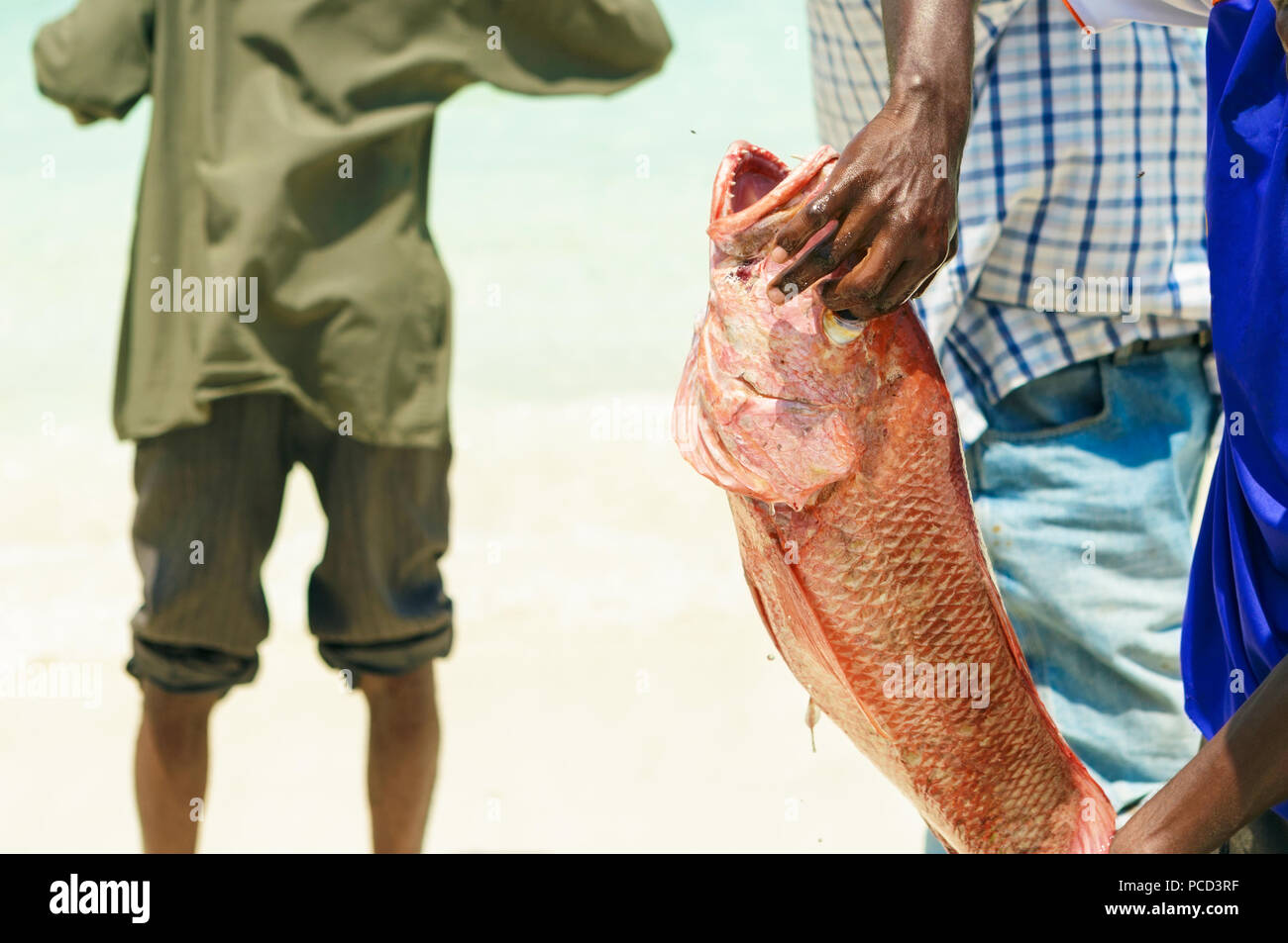 Man holding snapper hi-res stock photography and images - Alamy