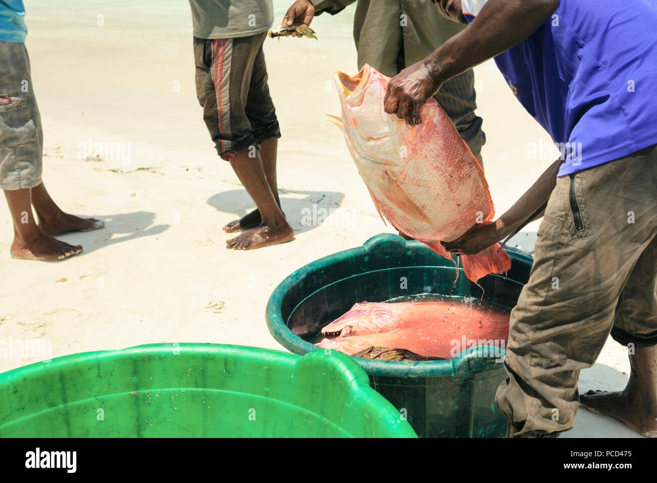 Fishermen on the beach divide catch fresh fish red snapper Stock Photo ...
