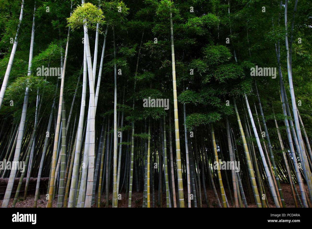 Bamboo forest in arashiyama hi-res stock photography and images - Alamy