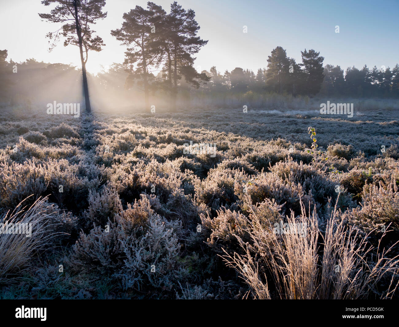 Forest sunbeams, Esher Common, Esher, Surrey, England, United Kingdom ...