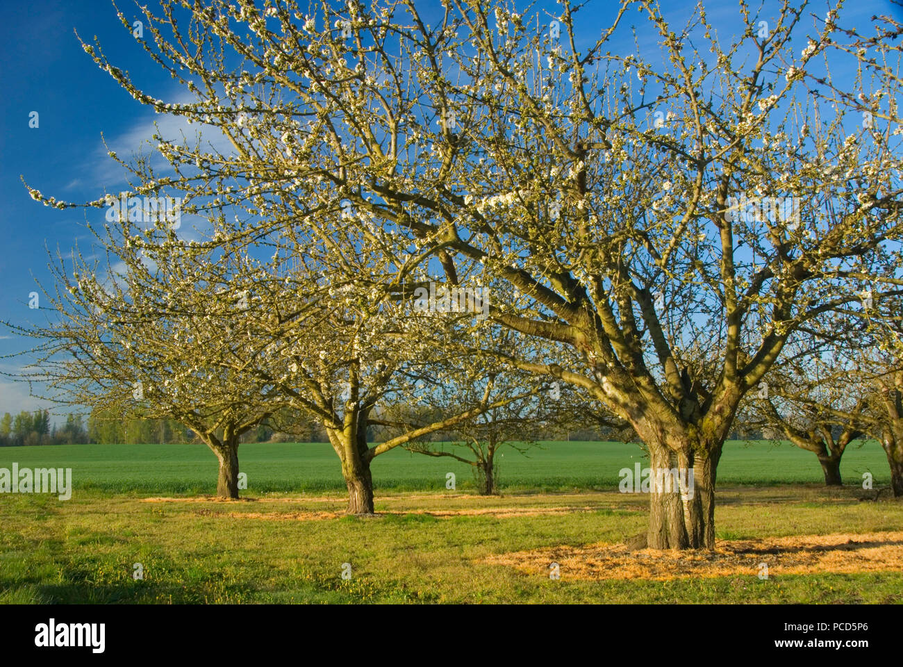 Fruit orchard in spring, Marion County, Oregon Stock Photo - Alamy