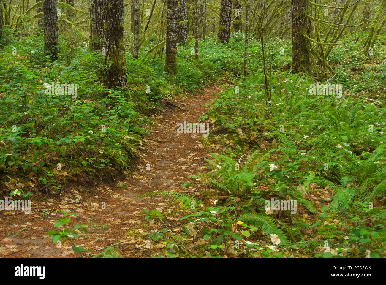 Gales Creek Trail, Tillamook State Forest, Oregon Stock Photo - Alamy