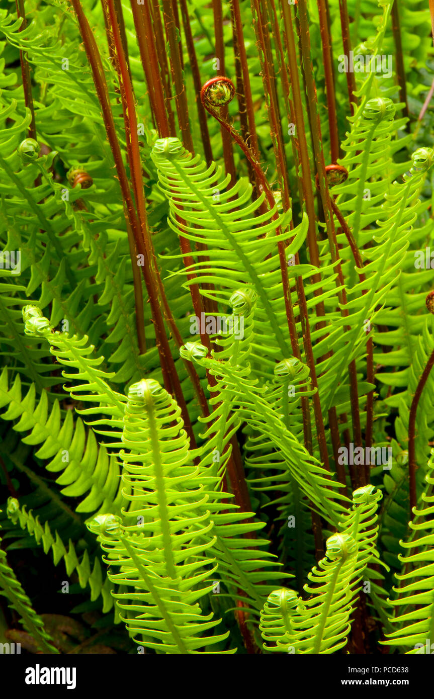 Deer fern along Gnat Creek Trail, Clatsop State Forest, Oregon Stock ...