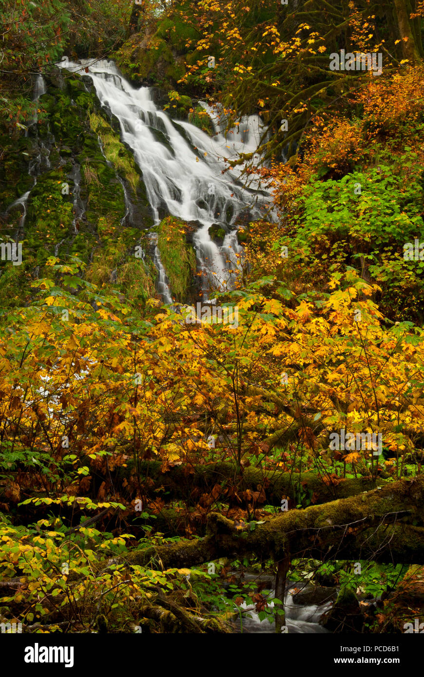 Fishhawk Falls, Lee Wooden County Park, Oregon Stock Photo - Alamy