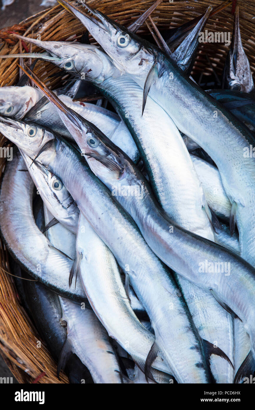 Belonidae sp hi-res stock photography and images - Alamy