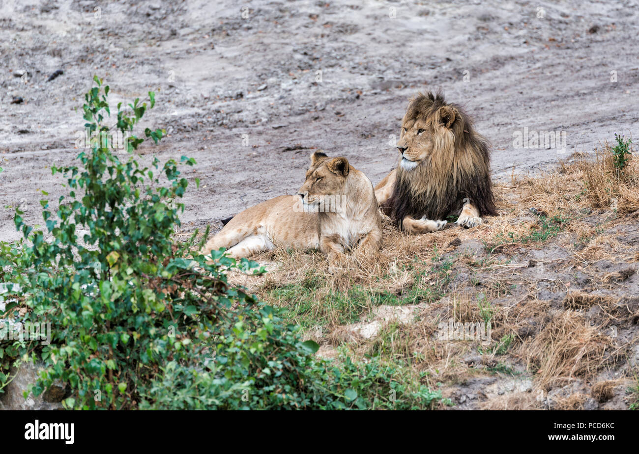 Male and female lion hi-res stock photography and images - Alamy
