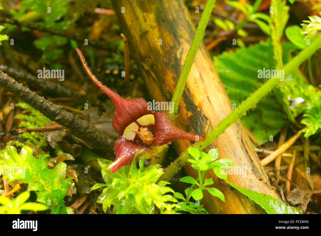 Wild ginger bloom along Bloom Lake Trail, Clatsop State Forest, Oregon ...