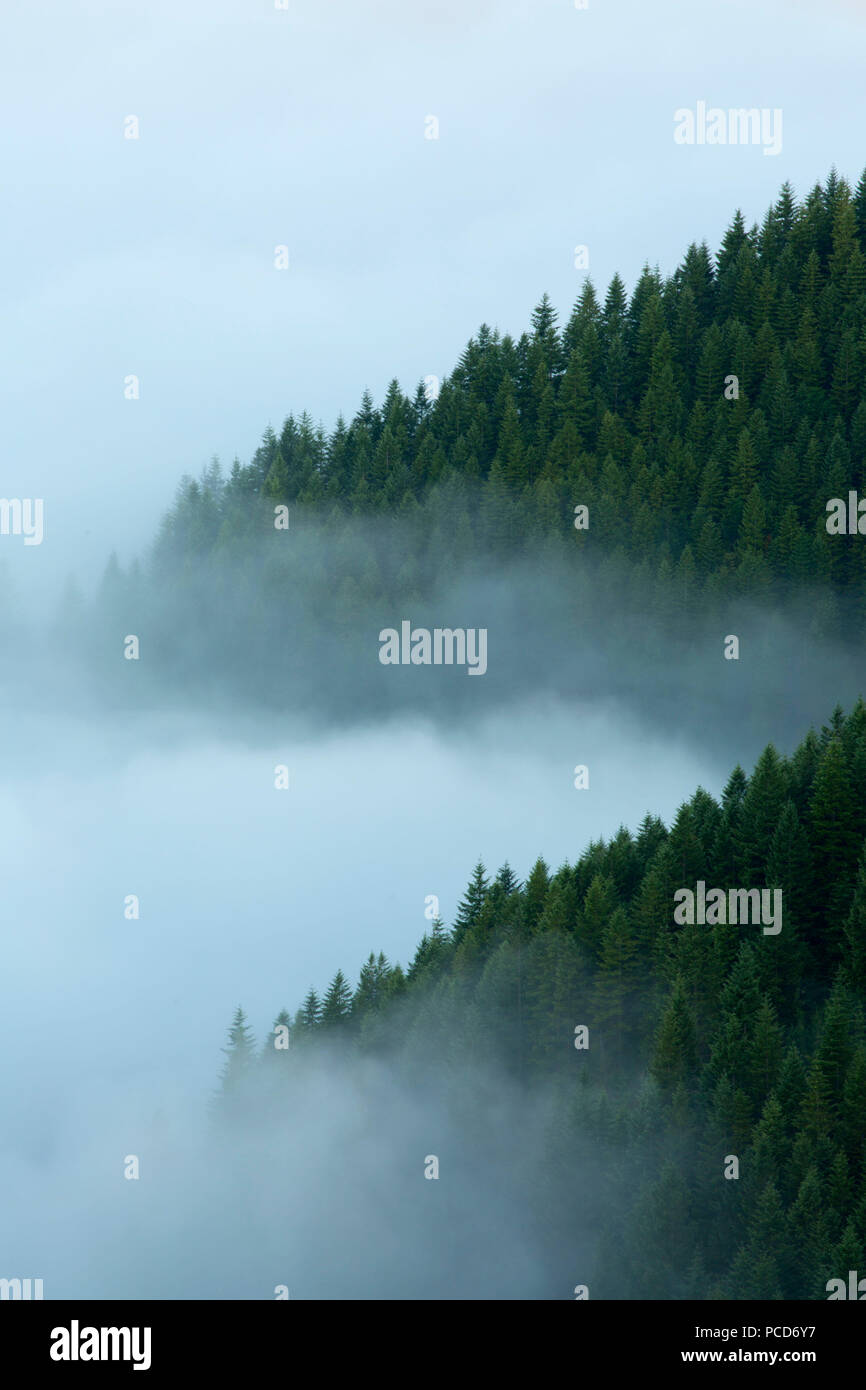 Fog from Kings Mountain Trail, Tillamook State Forest, Oregon Stock ...