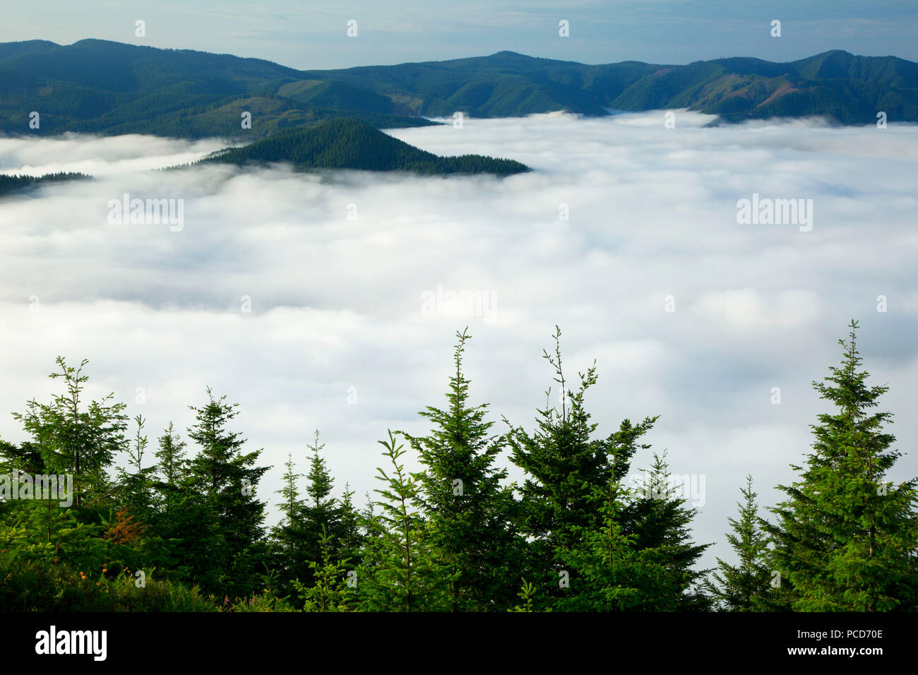Fog from Kings Mountain Trail, Tillamook State Forest, Oregon Stock ...