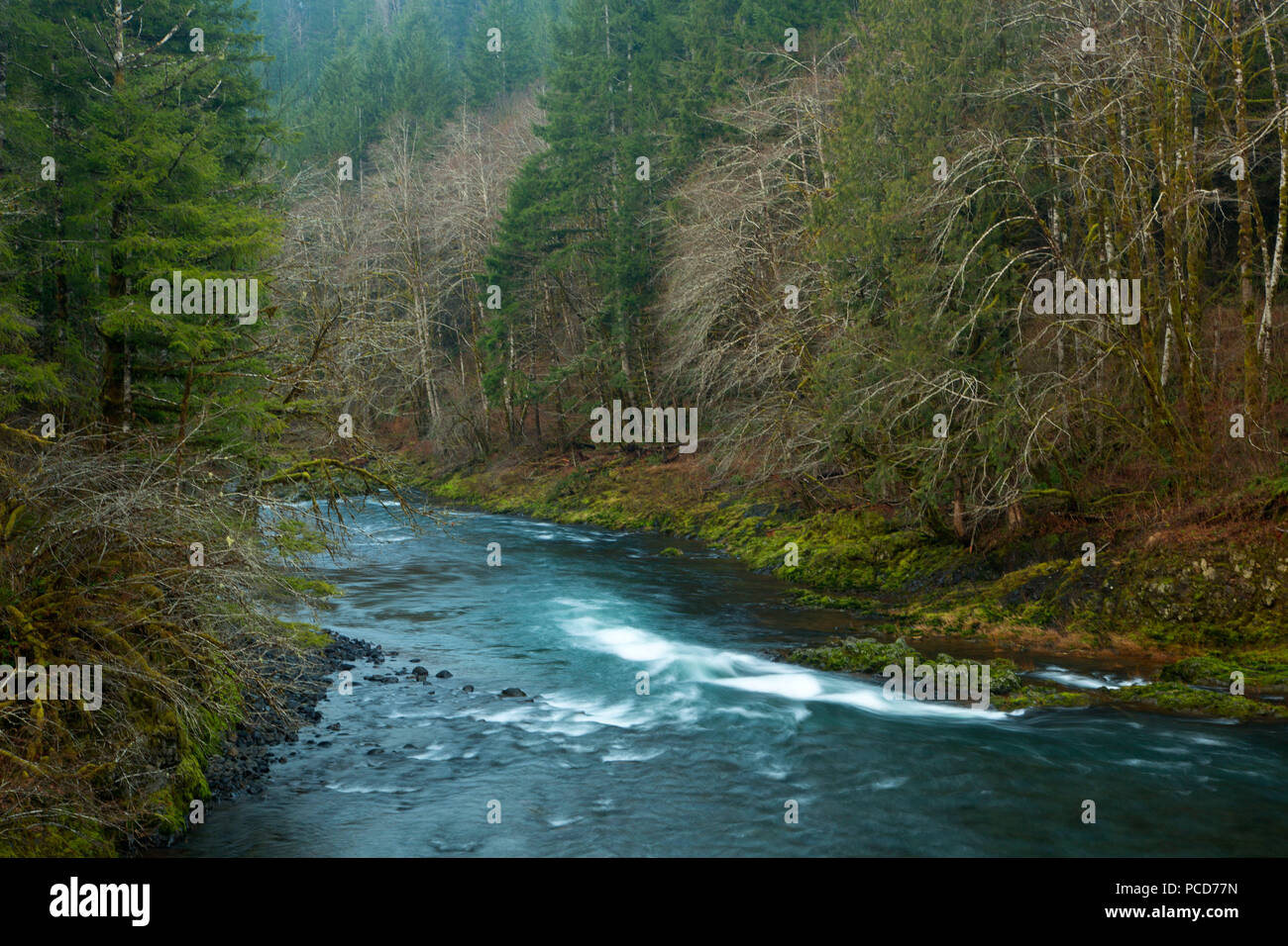 Tillamook state forest wilson river hi-res stock photography and images ...