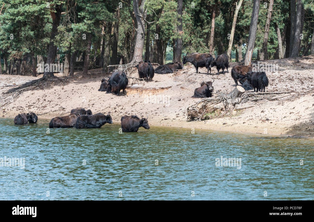 Tibetan cow hi-res stock photography and images - Alamy