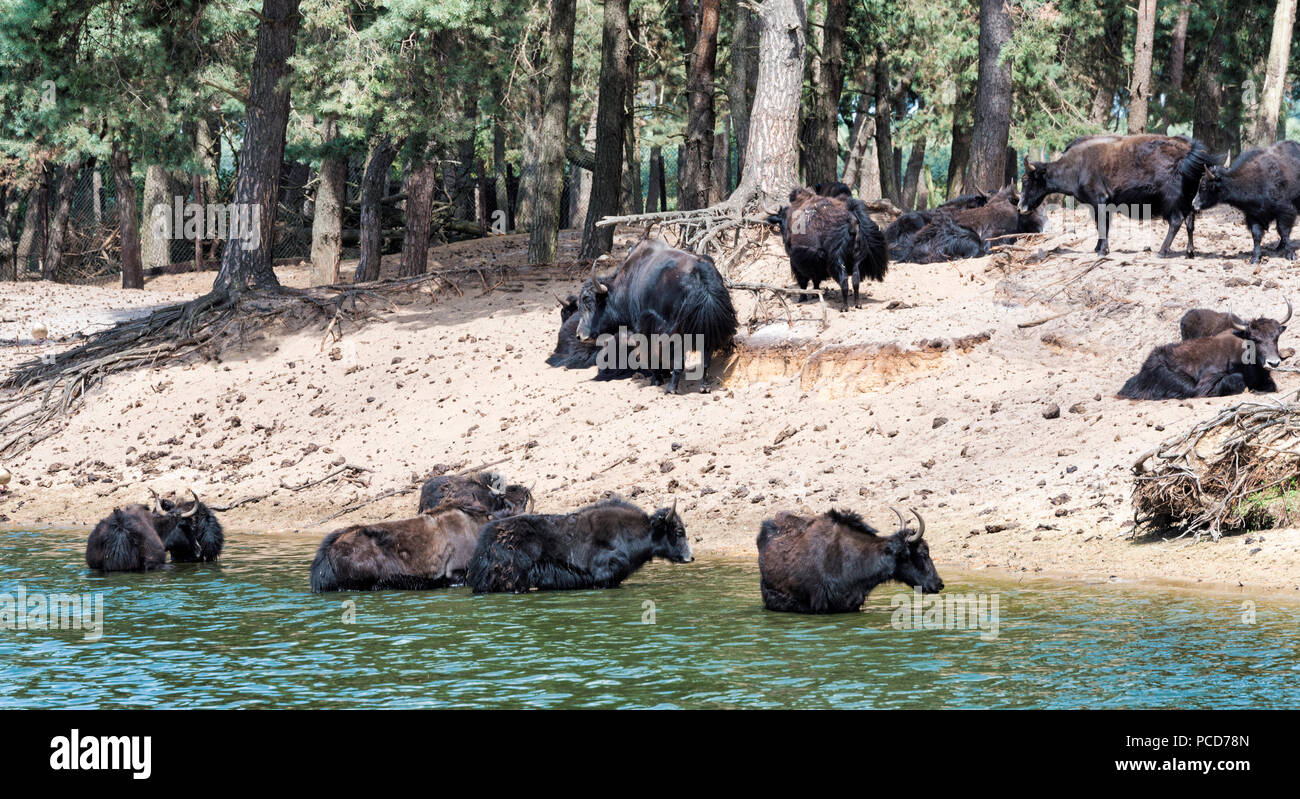 Tibetan cow hi-res stock photography and images - Alamy