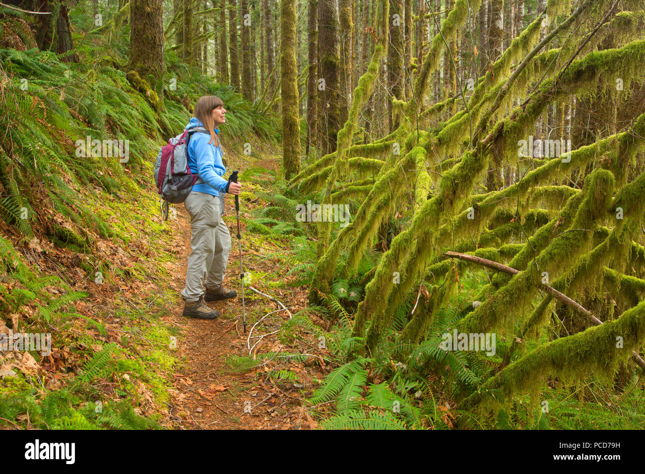 Wilson River Trail, Tillamook State Forest, Oregon Stock Photo - Alamy
