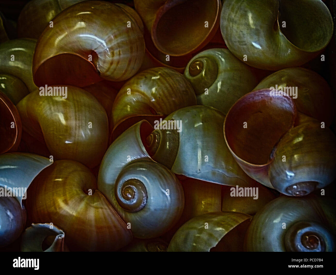 Moon snail shells hi-res stock photography and images - Alamy