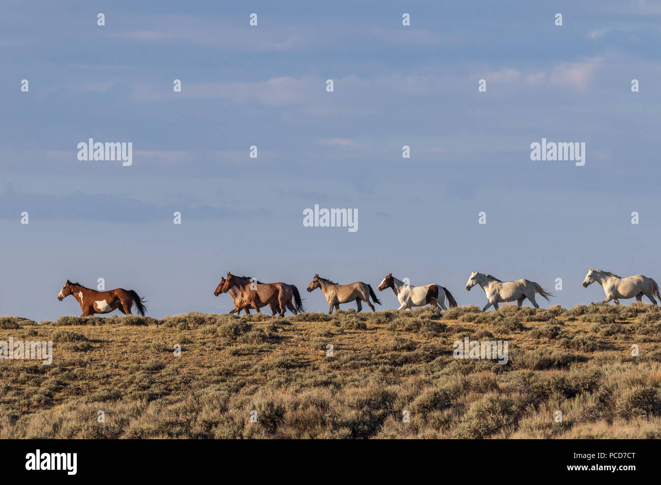 Wild horses in Sand Wash Basin Colorado Stock Photo - Alamy