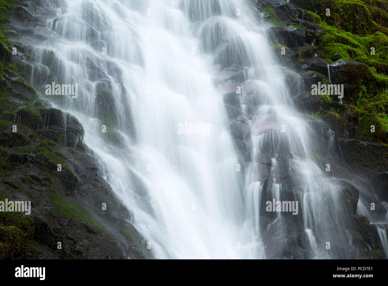 Bridge Creek Falls, Tillamook State Forest, Oregon Stock Photo - Alamy