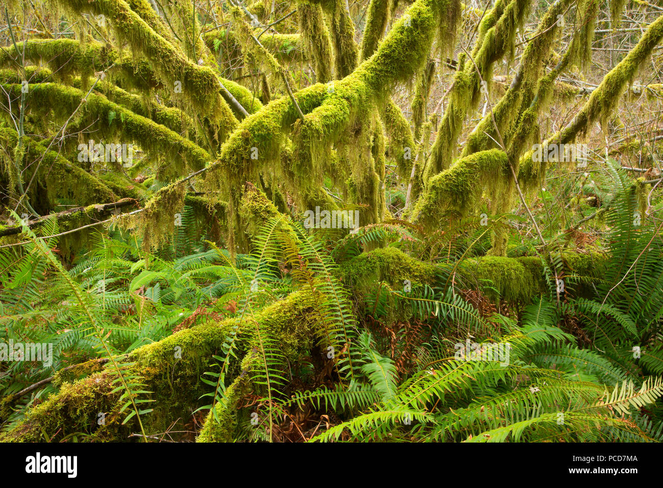 Vine maple (Acer circinatum) along Meadow Trail at Smith Homestead ...