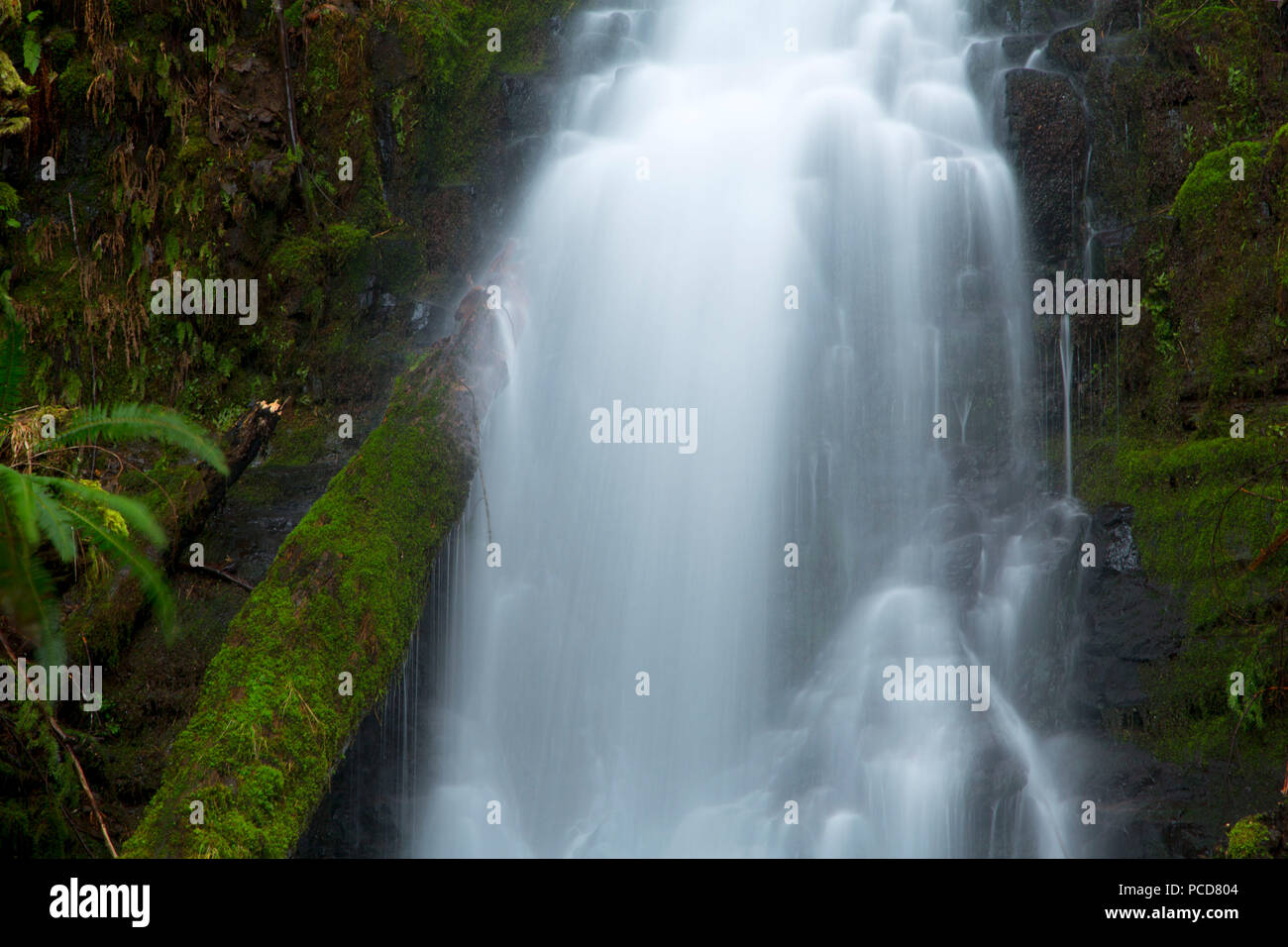 Tillamook state forest wilson river hi-res stock photography and images ...