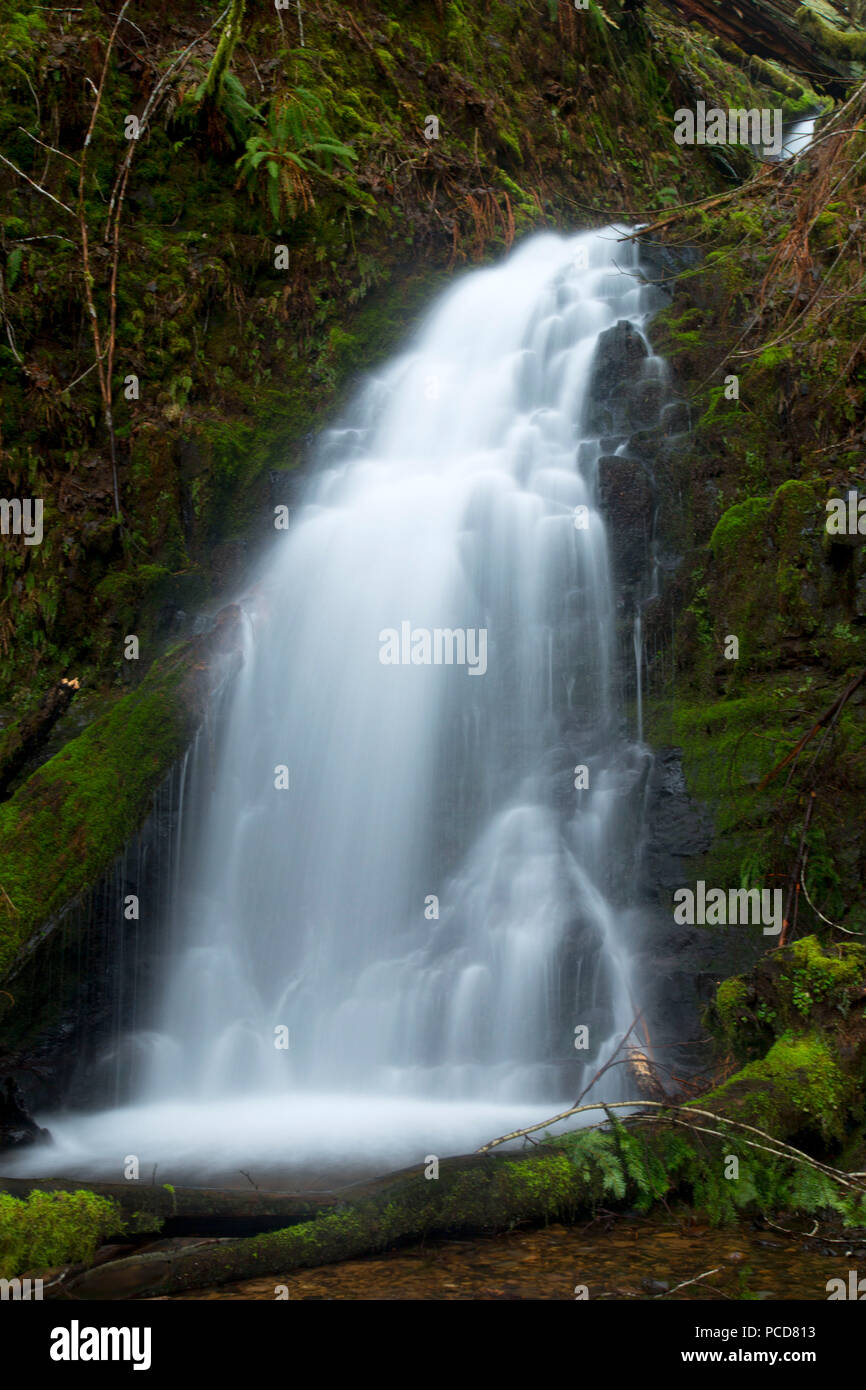 Tillamook state forest wilson river hi-res stock photography and images ...