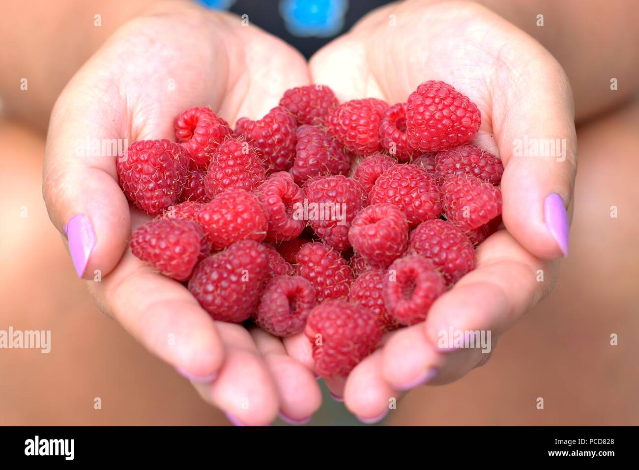 Woman's hands with raspberries in the shape of a heart Stock Photo - Alamy