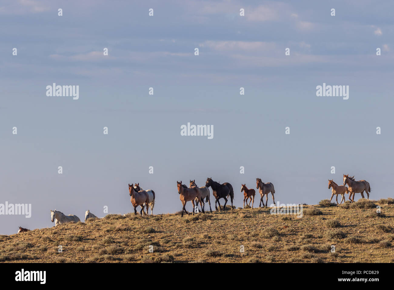 Wild horses in Sand Wash Basin Colorado Stock Photo - Alamy