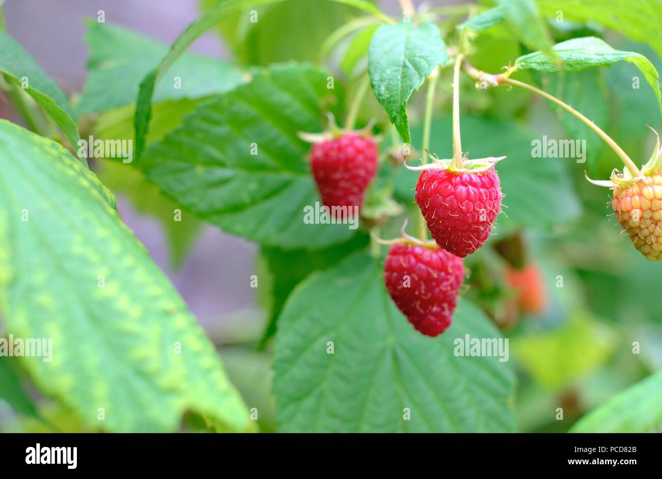 Gardening, cultivation and care of fruit concept: close-up of fresh ...