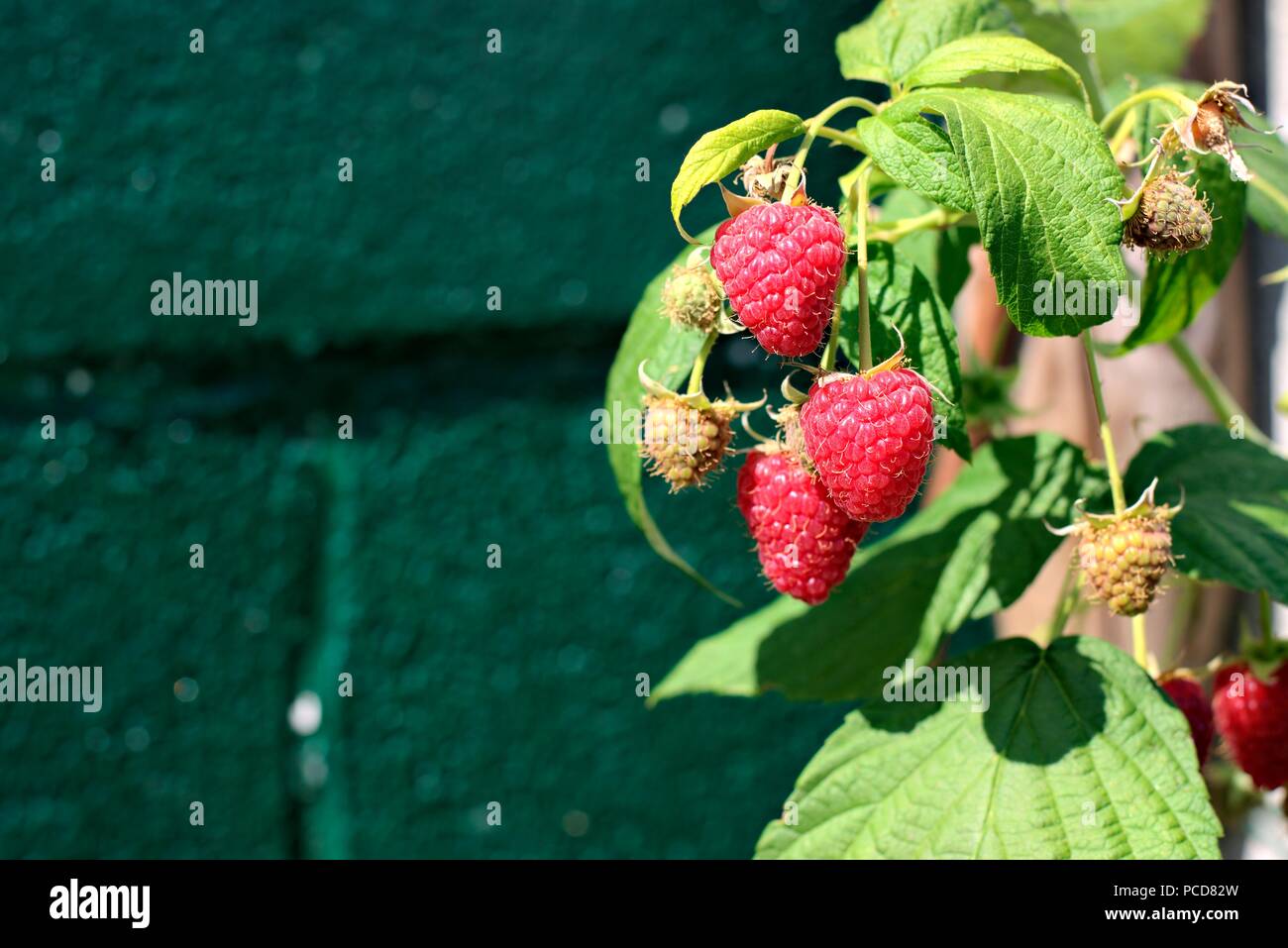 Gardening, cultivation and care of fruit concept: close-up of fresh ...