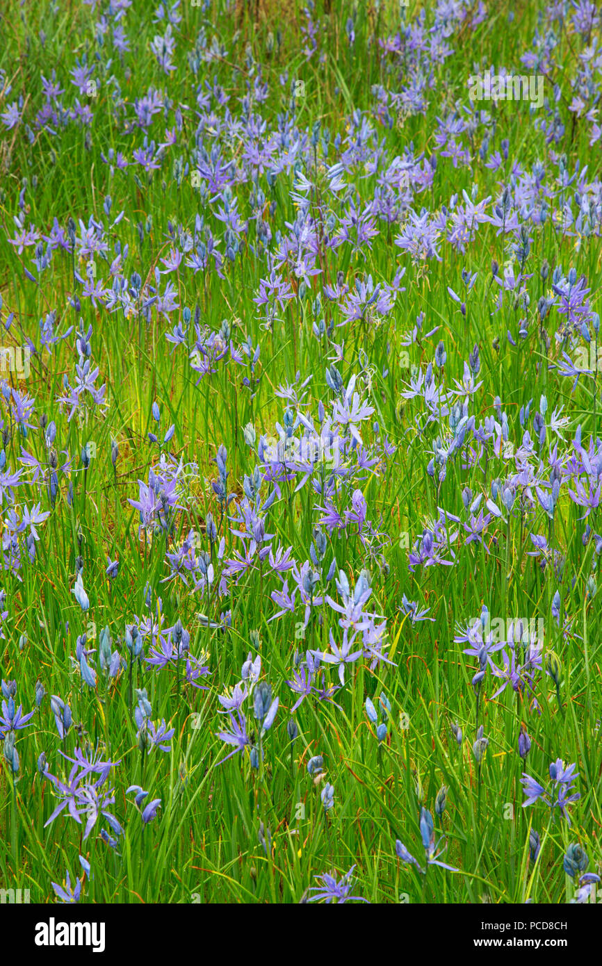 Common camas (Camassia quamash), Columbia Botanical Gardens, St Helens ...