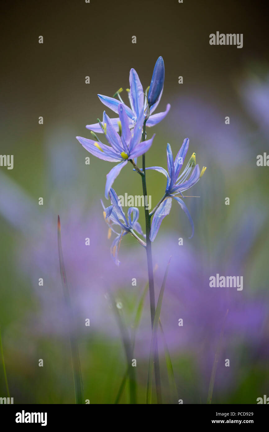 Common camas (Camassia quamash), Columbia Botanical Gardens, St Helens ...