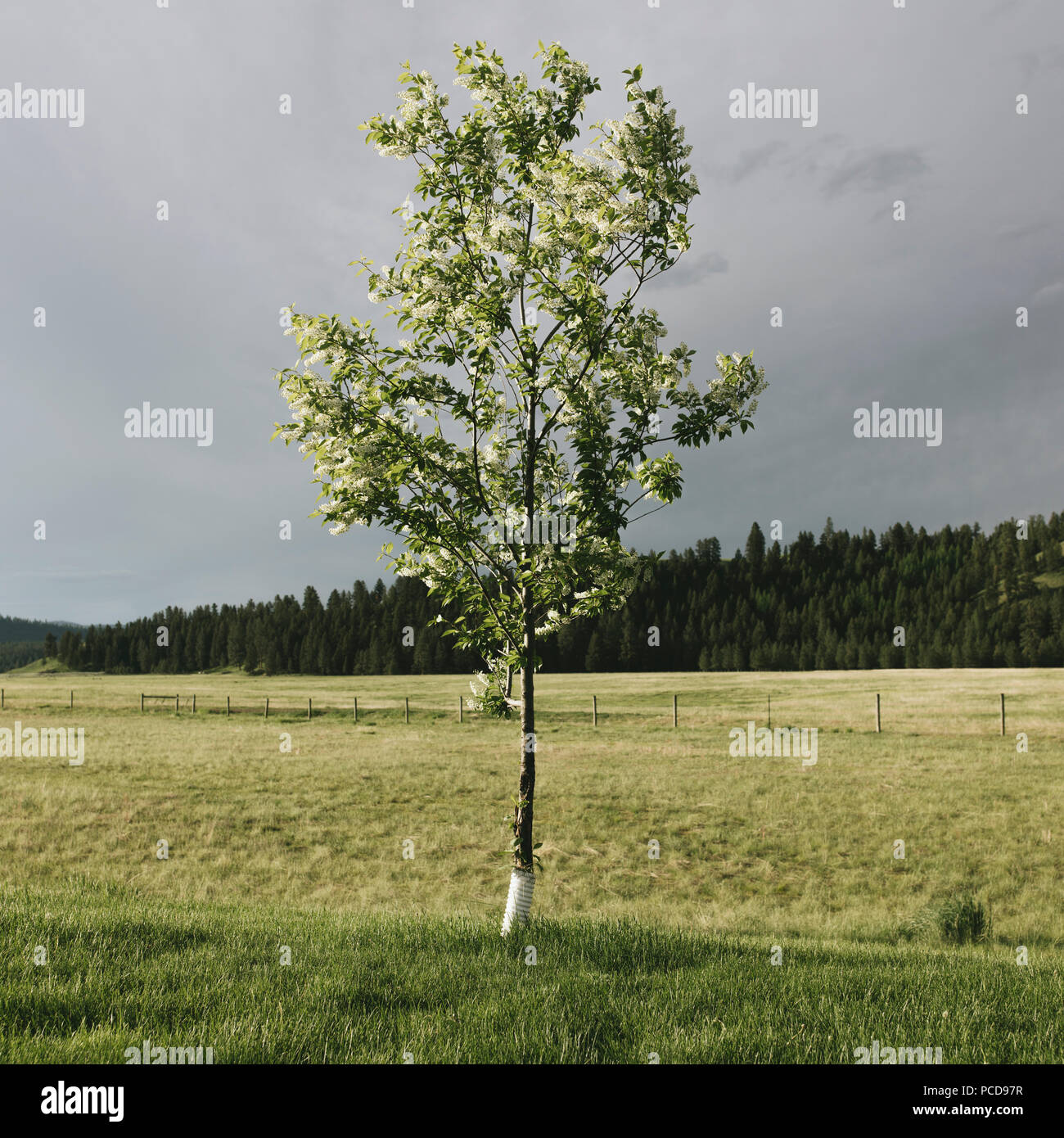 A tall windswept fruit tree in spring in a meadow, a forest in the ...