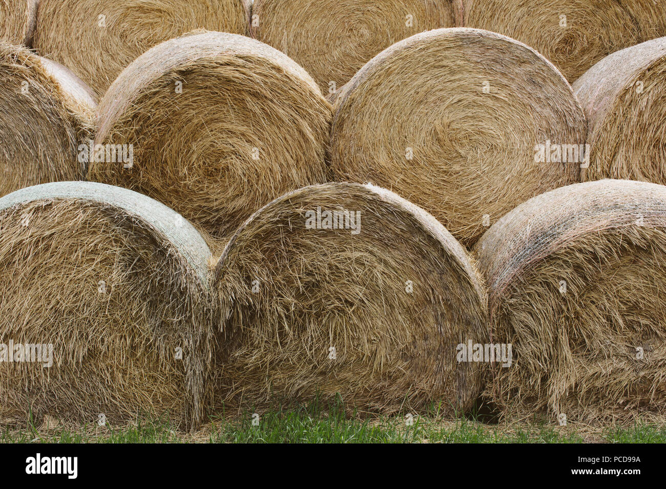 Stacked hay balesafter the harvest, winter fodder for animals Stock ...