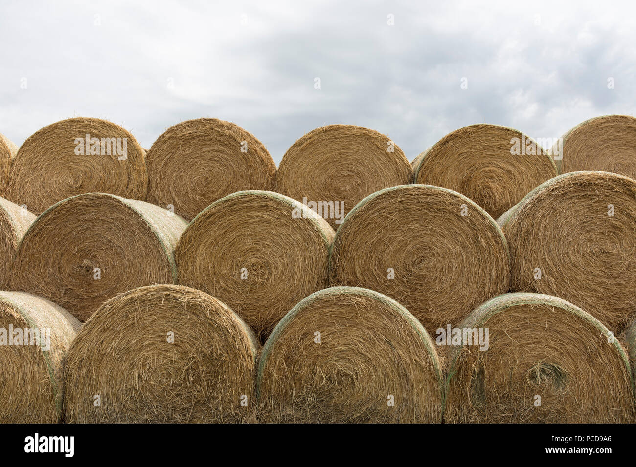 Stacked hay balesafter the harvest, winter fodder for animals Stock ...