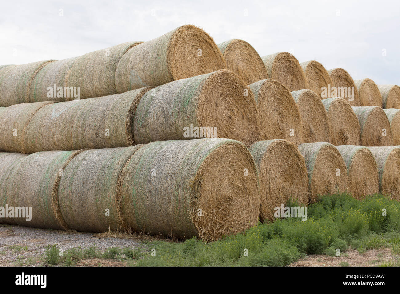 Stacked hay balesafter the harvest, winter fodder for animals Stock ...