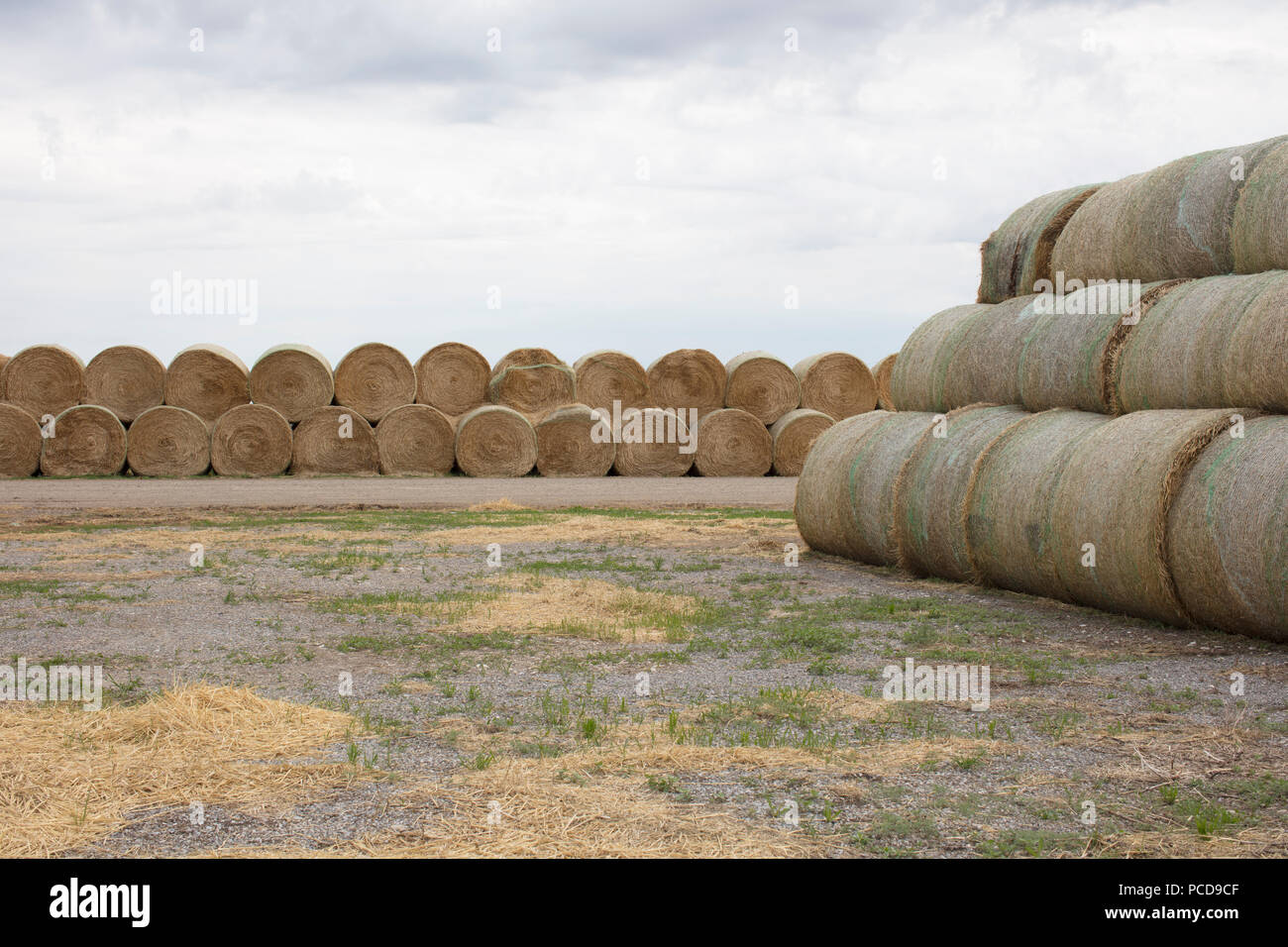 Stacked hay balesafter the harvest, winter fodder for animals Stock ...