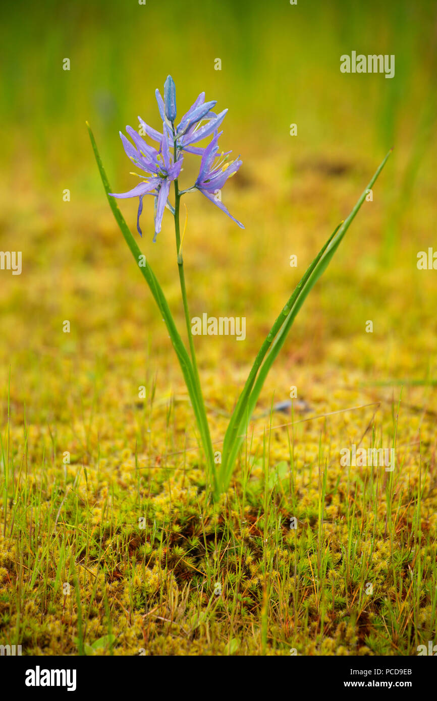 Common camas (Camassia quamash), Columbia Botanical Gardens, St Helens ...