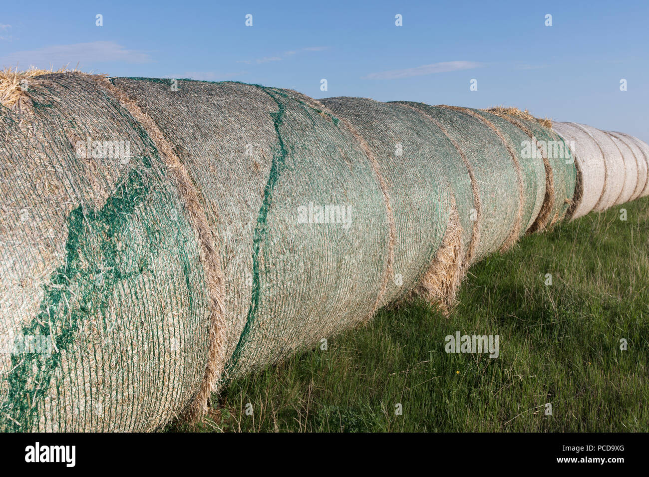 Row of hay bales, near Climax, Saskatchewan, Canada Stock Photo - Alamy