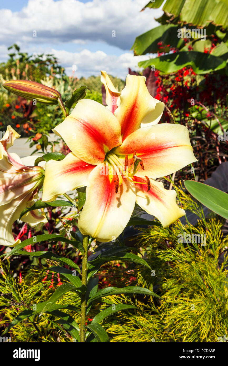 Oriental trumpet lily, Lilium 'Nymph' flowering in the Royal ...