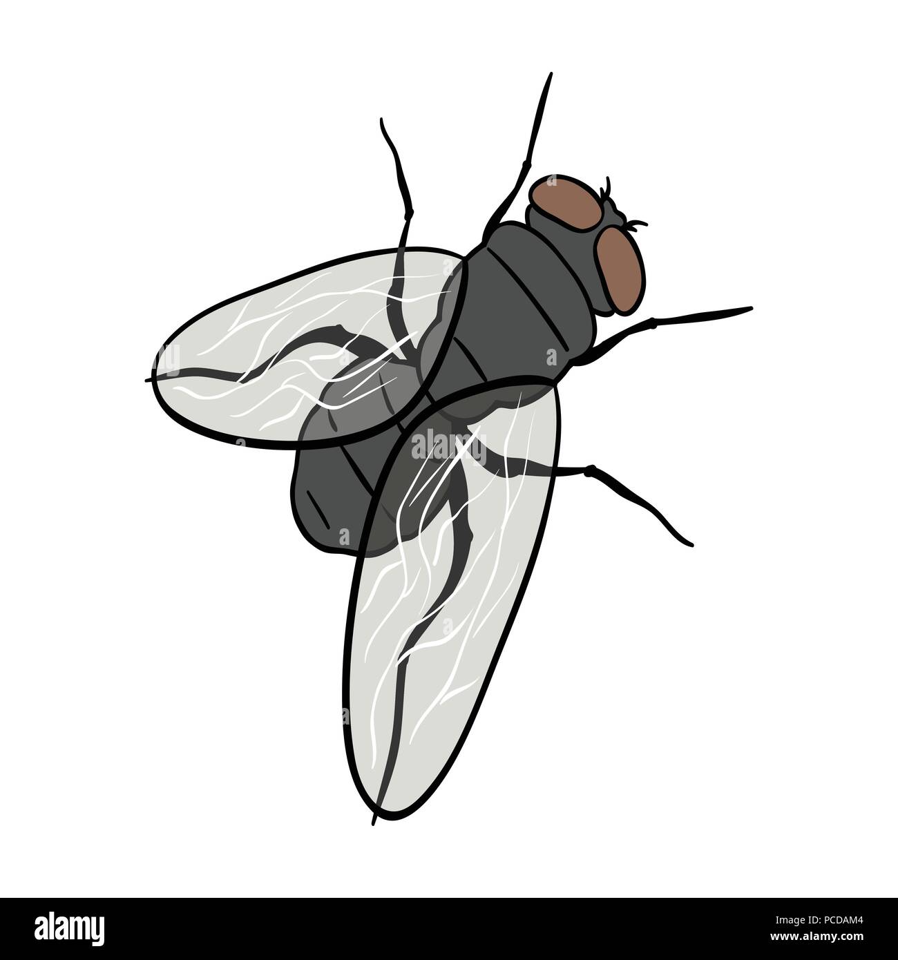 The fly is ordinary.Dipterous insect fly single icon in cartoon style ...