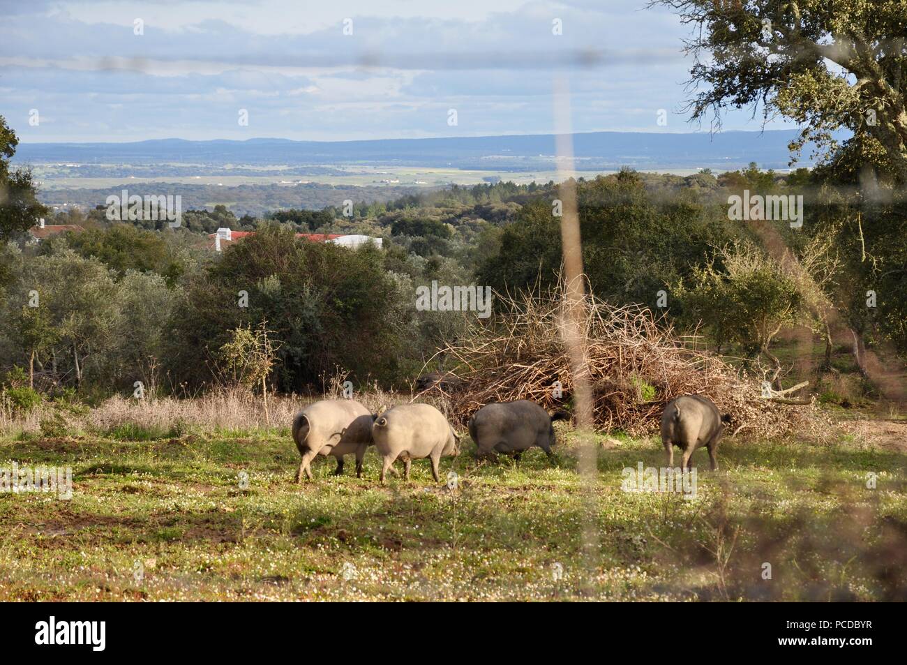 Black Iberian pigs raised for Jamon Iberico, Portugal Stock Photo - Alamy