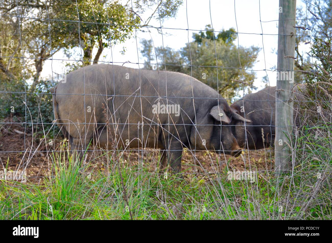 Jamon iberico iberian ham hi-res stock photography and images - Alamy